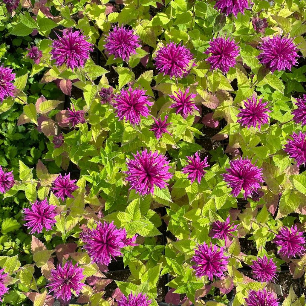 Монарда «Би-Фри» / Monarda ‘Bee-Free’ - купить саженцы в Минске